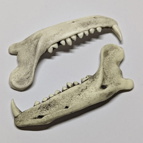 Partial Fox Jaw – Replica | Folkenstal | Props and Replicas