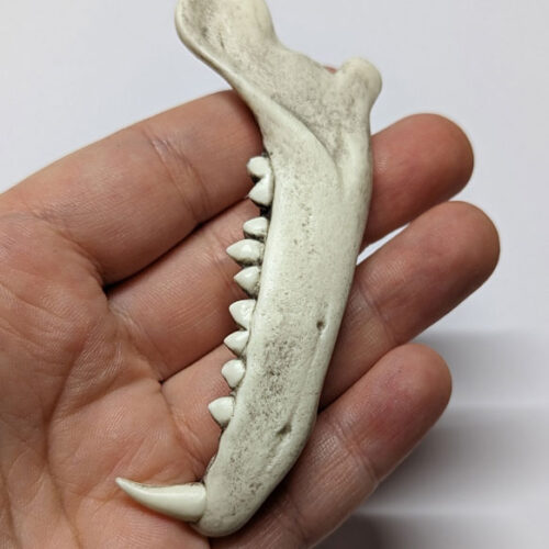 Partial Fox Jaw – Replica | Folkenstal | Props and Replicas