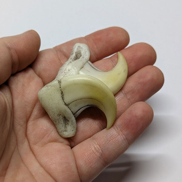 Puma Claw – Replica | Folkenstal | Props and Replicas